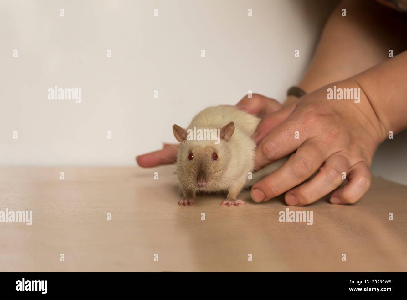 Little cute domestic rat point colour standing on his hind legs, pat in ...