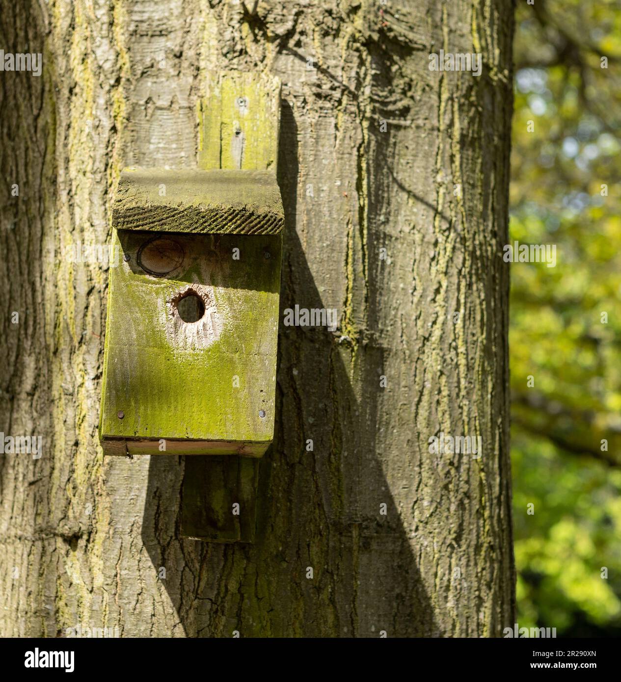 Old wooden birdhouse on a cherry tree in the farm park zone. Simple ...