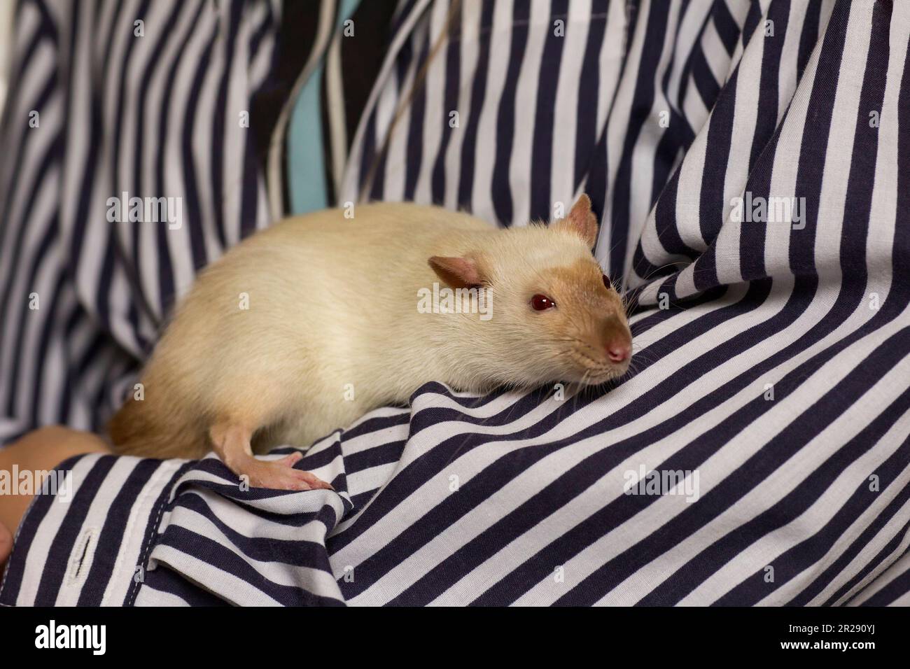 Caring hands hi-res stock photography and images - Alamy