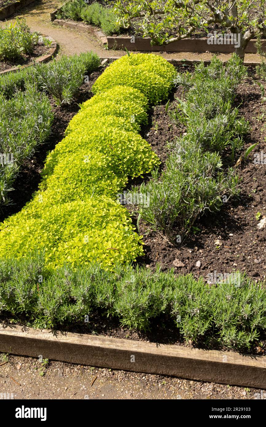 A well laid out Herb Garden on a bright summers day Stock Photo - Alamy