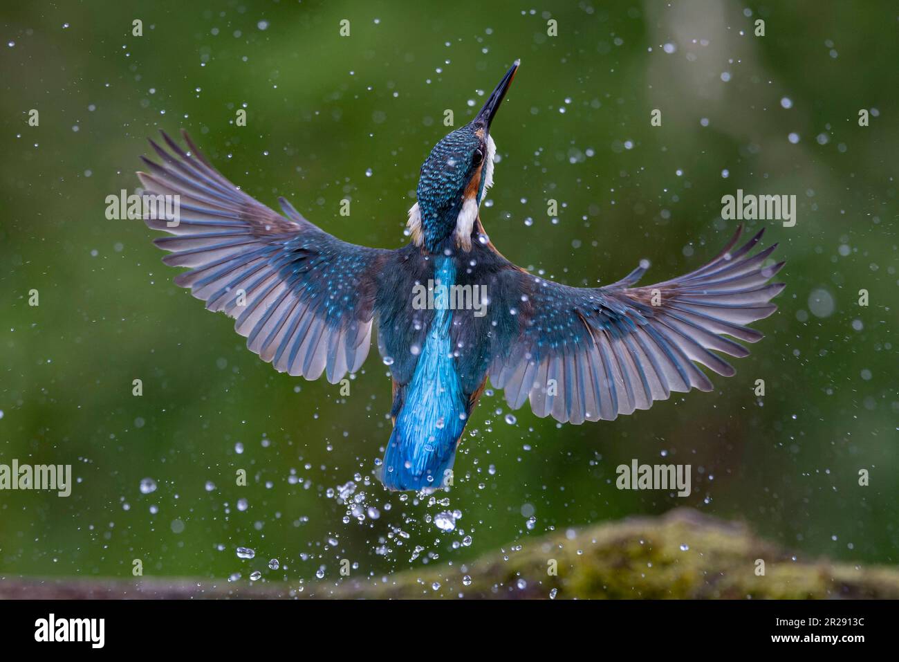 STUNNING images of a PROUD KINGFISHER relishing in its reflection ...