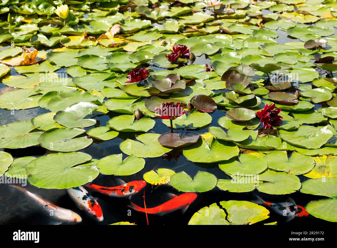 Lily scales hi-res stock photography and images - Alamy