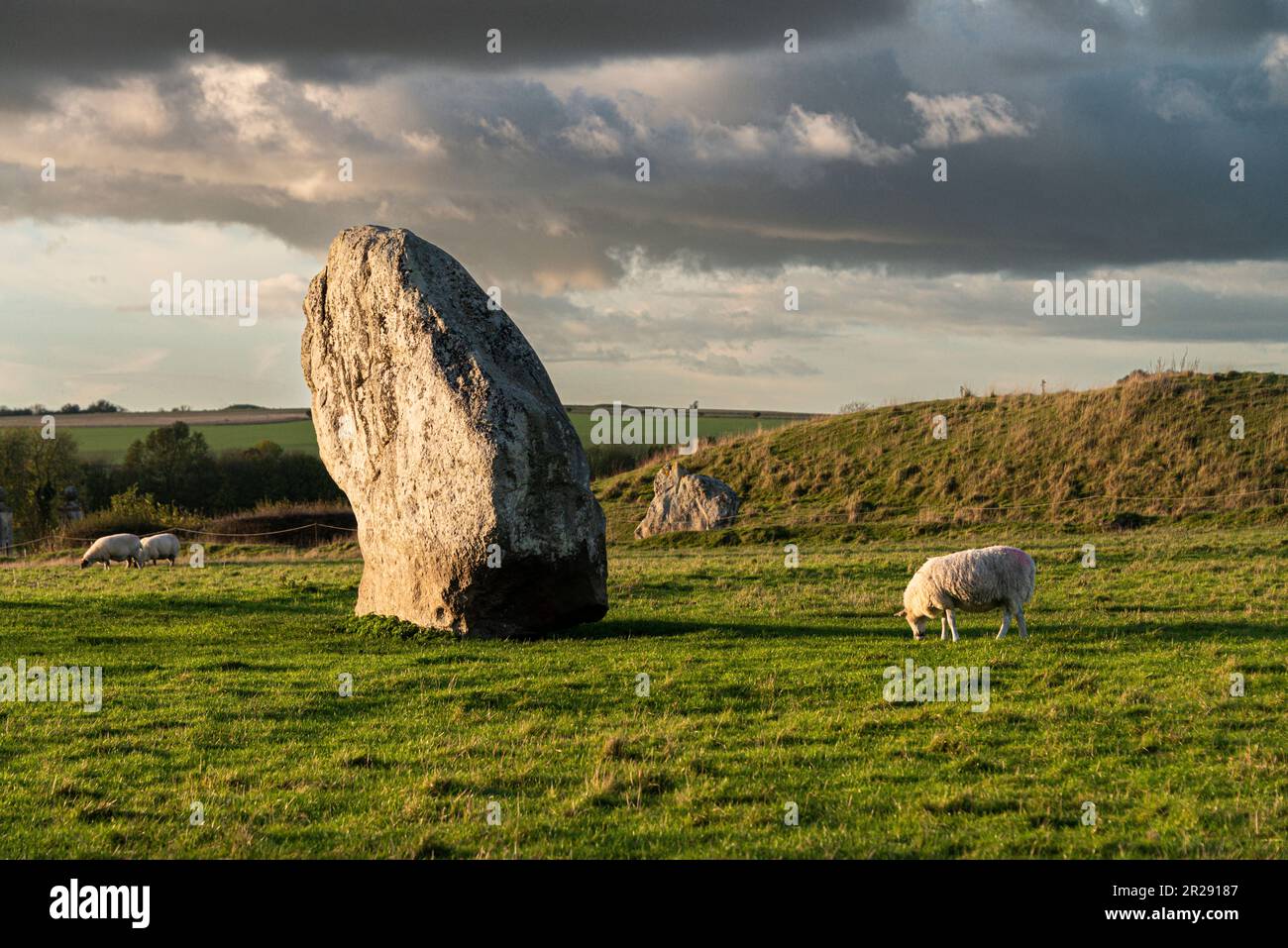 Sheep grazing around the standing stones of Avebury stone circle ...