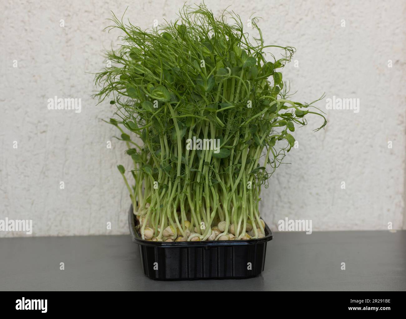 Close-up of peas microgreens with seeds and roots. Sprouting ...