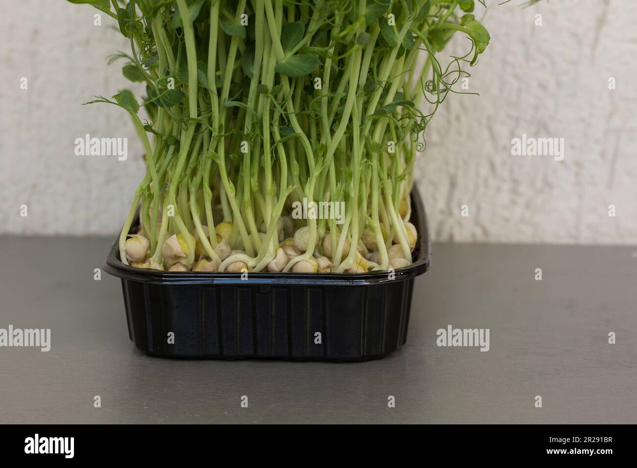 Seed germination at home hi-res stock photography and images - Alamy
