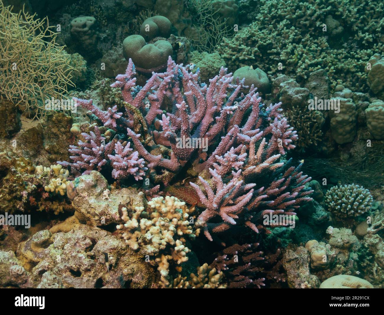 Porites coral or genus of stony coral in the depths of the Red sea ...