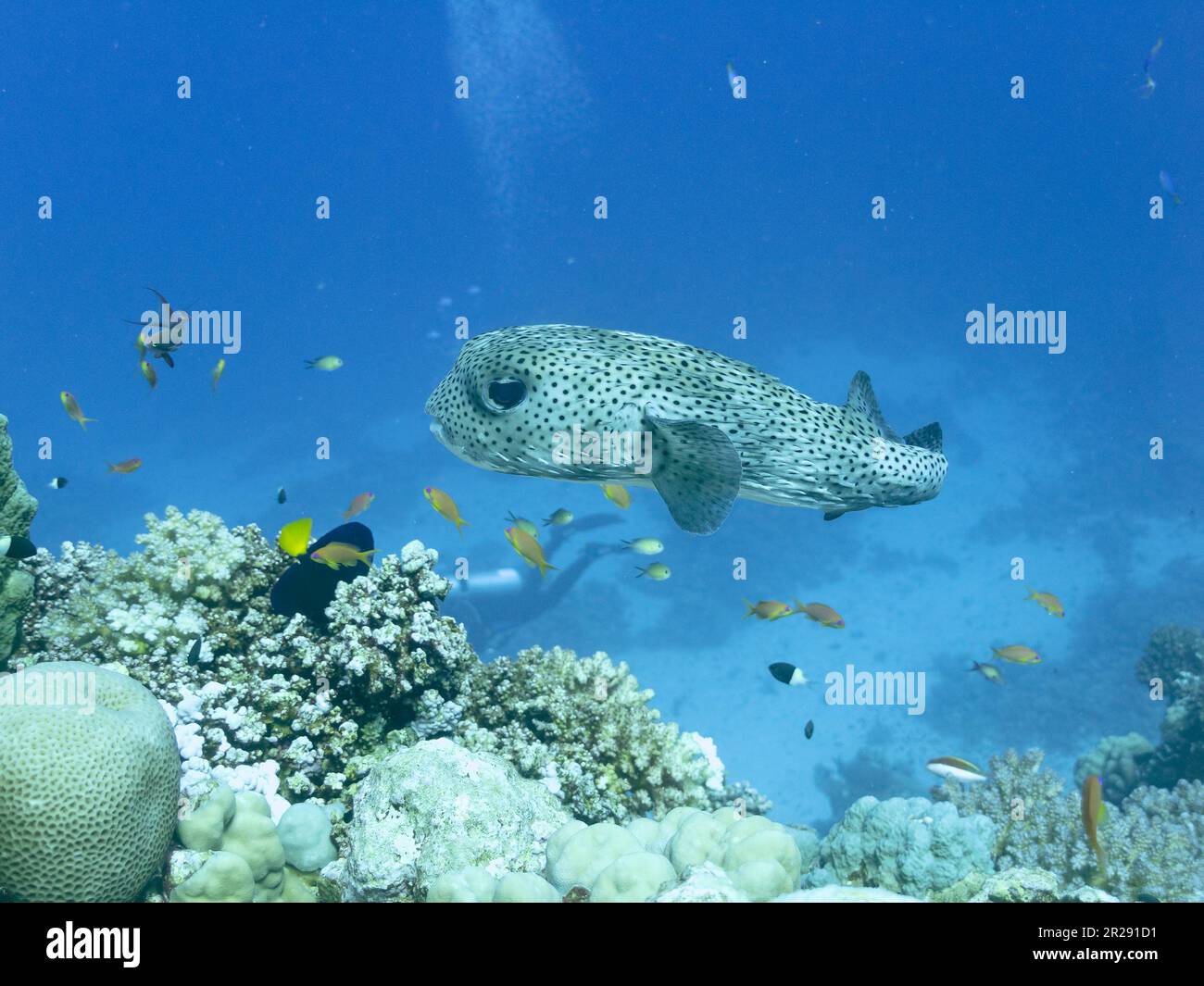 Bubblefish hi-res stock photography and images - Alamy