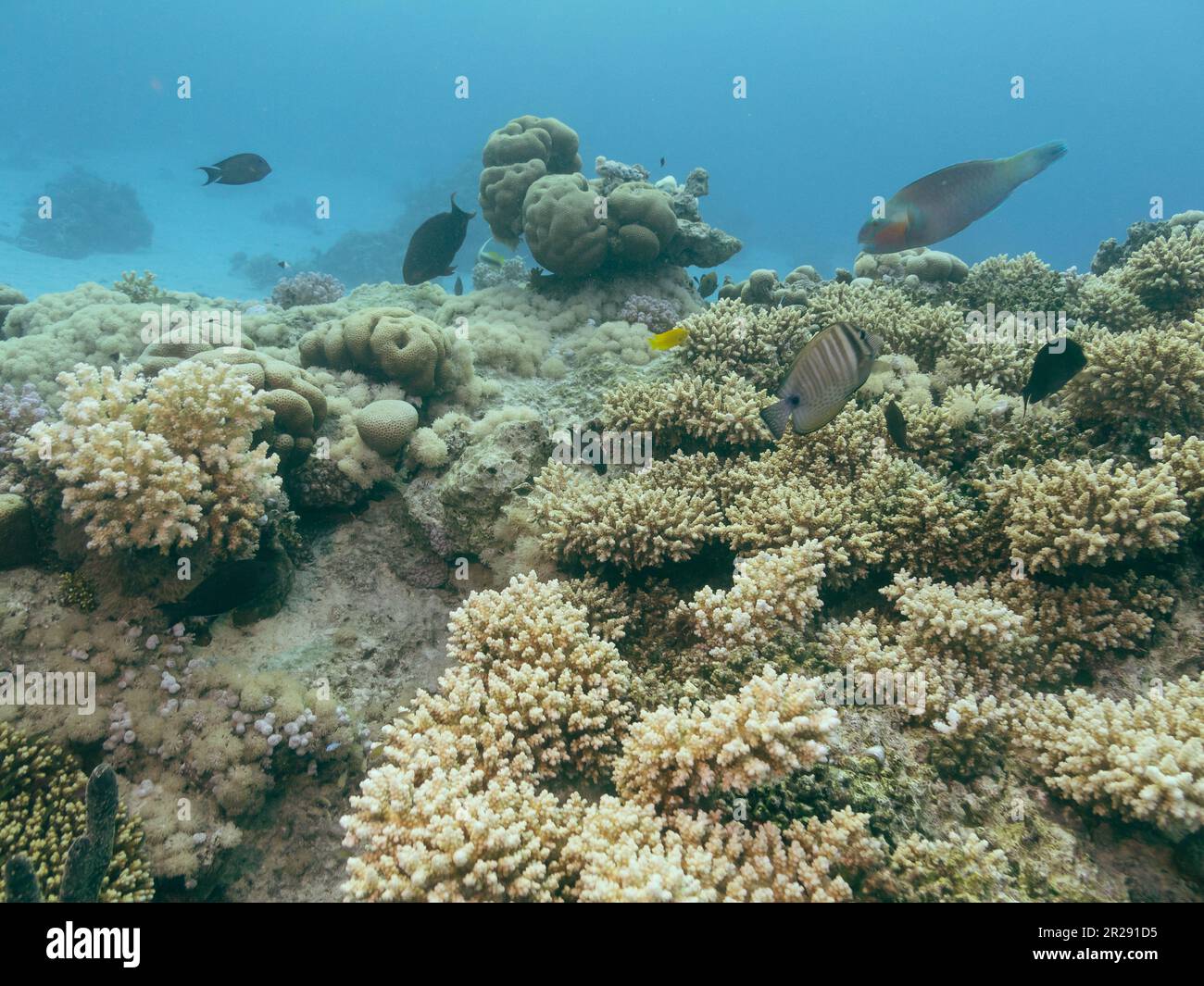 Colorful corals and small exotic fishes at the bottom of the Red sea in ...