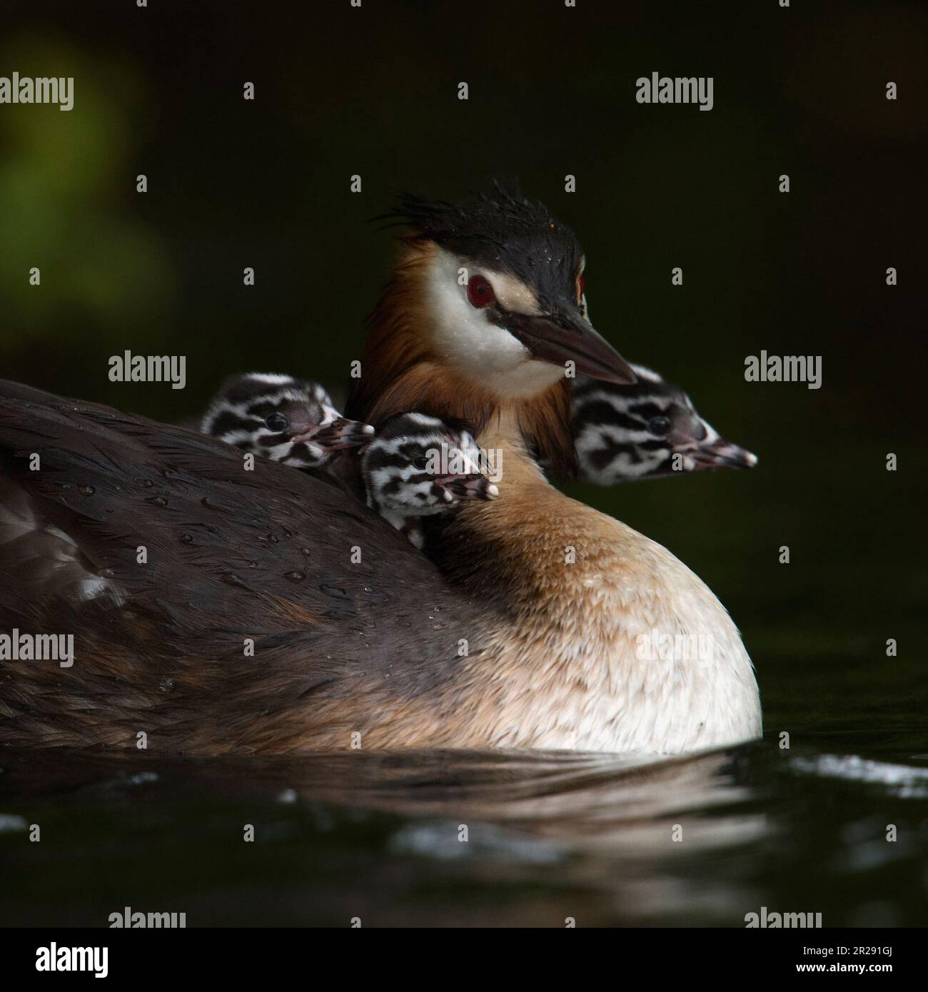 Great Crested Grebes / Haubentaucher ( Podiceps cristatus ) carrying ...