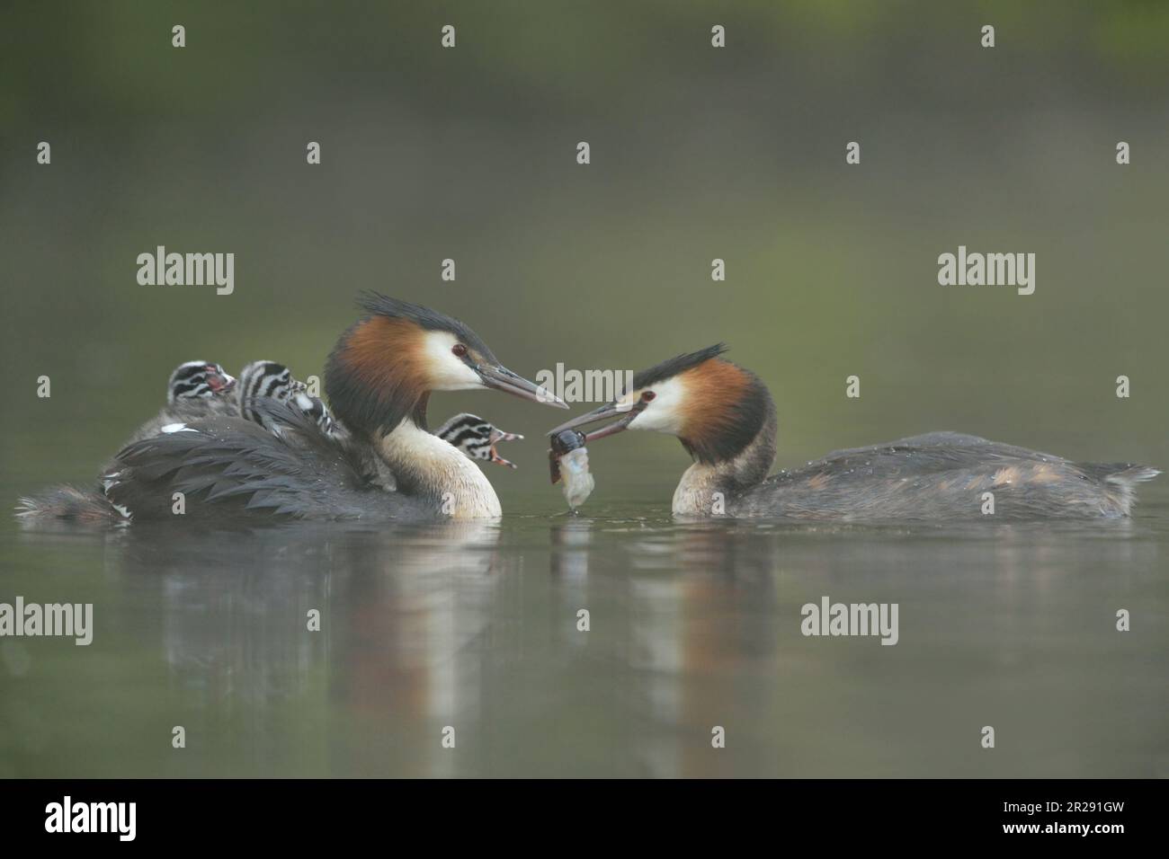 Great Crested Grebes / Haubentaucher ( Podiceps cristatus ) whole ...