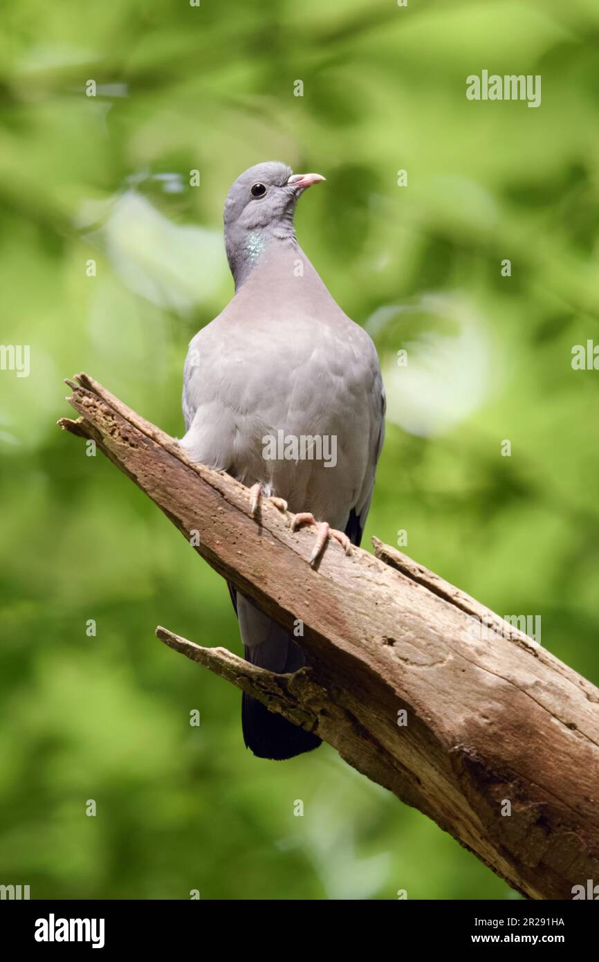 Stock Dove / Hohltaube ( Columba oenas ) perched in a tree in the woods ...