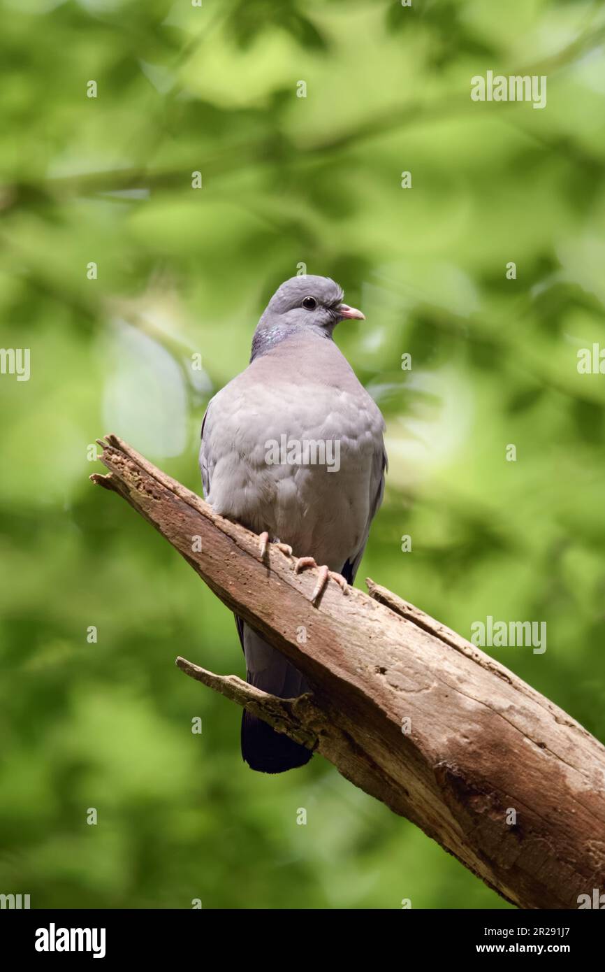 Stock Dove / Hohltaube ( Columba oenas ) perched in a tree in the woods ...