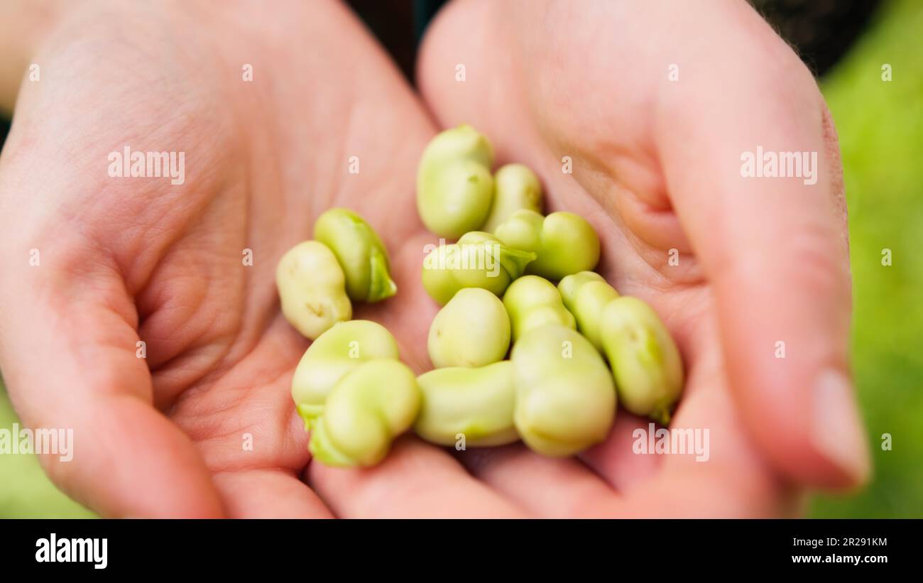 Farmer holding in hands harvest hi-res stock photography and images - Alamy