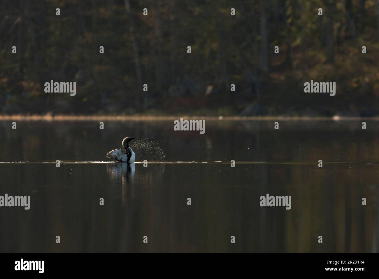Arctic Loon / Black-throated Loon / Prachttaucher ( Gavia arctica ...