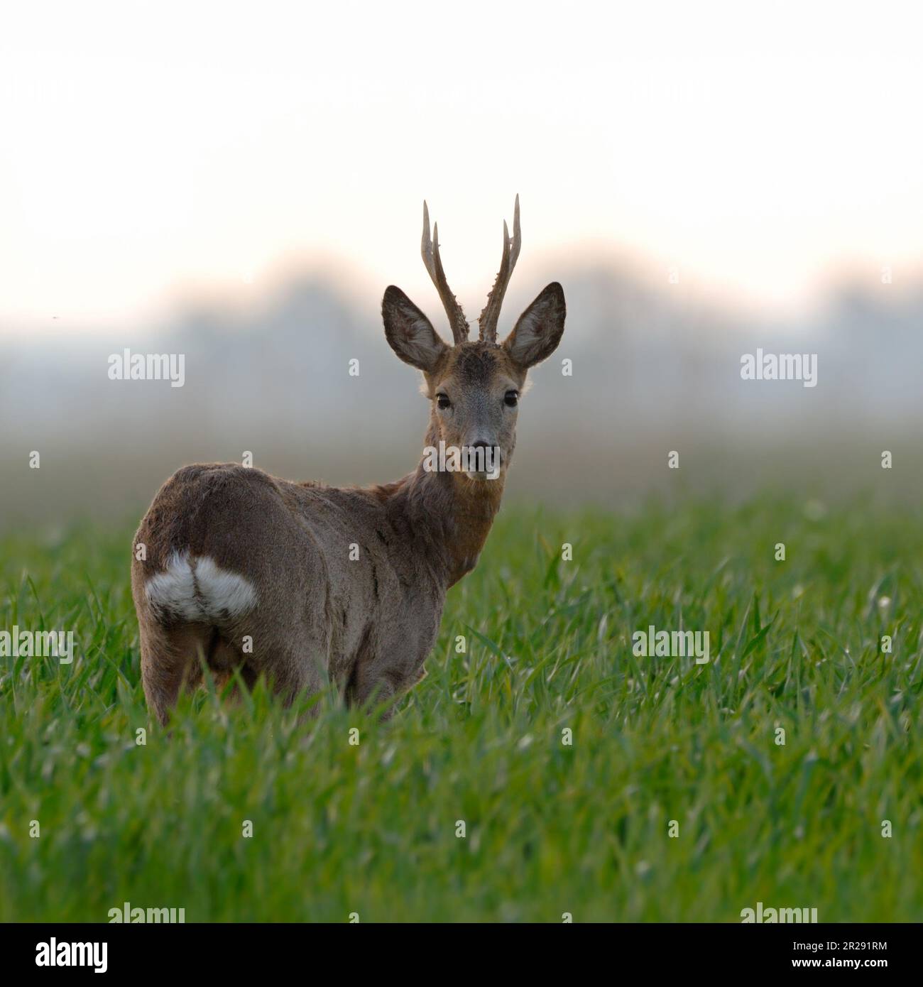 Roe Deer / Reh ( Capreolus capreolus ), strong buck, standing in young ...