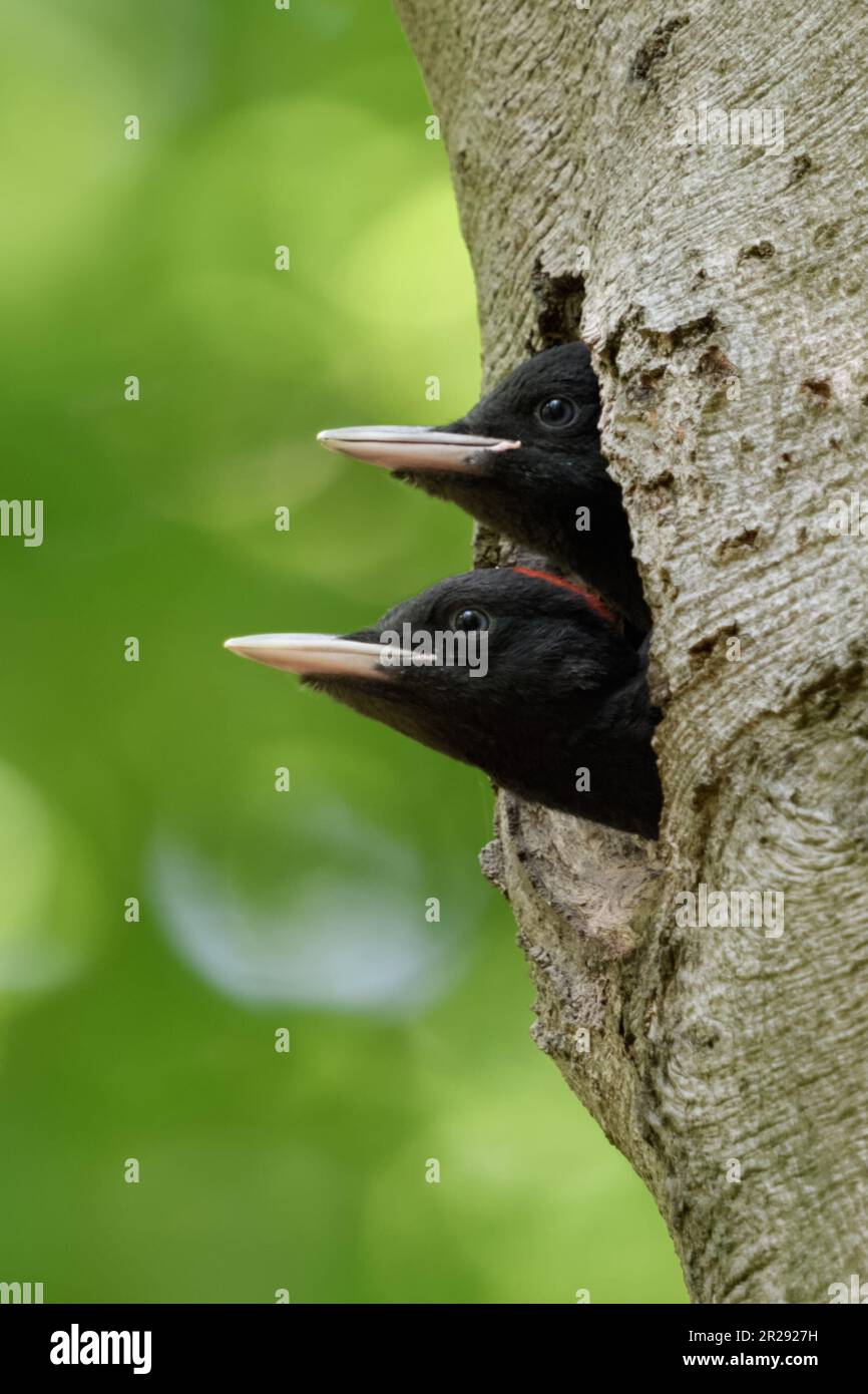 Black Woodpecker / Schwarzspecht ( Dryocopus martius ) young birds in ...