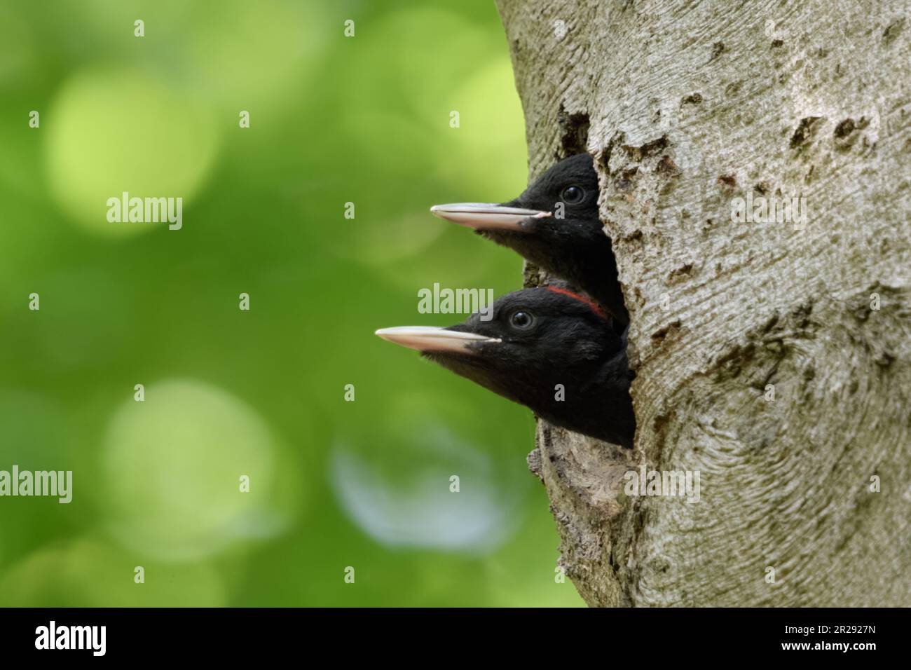 Black Woodpecker / Schwarzspecht ( Dryocopus martius ) young birds in ...