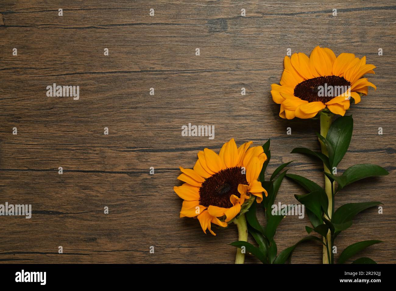 Sunflower White Background No Watermark