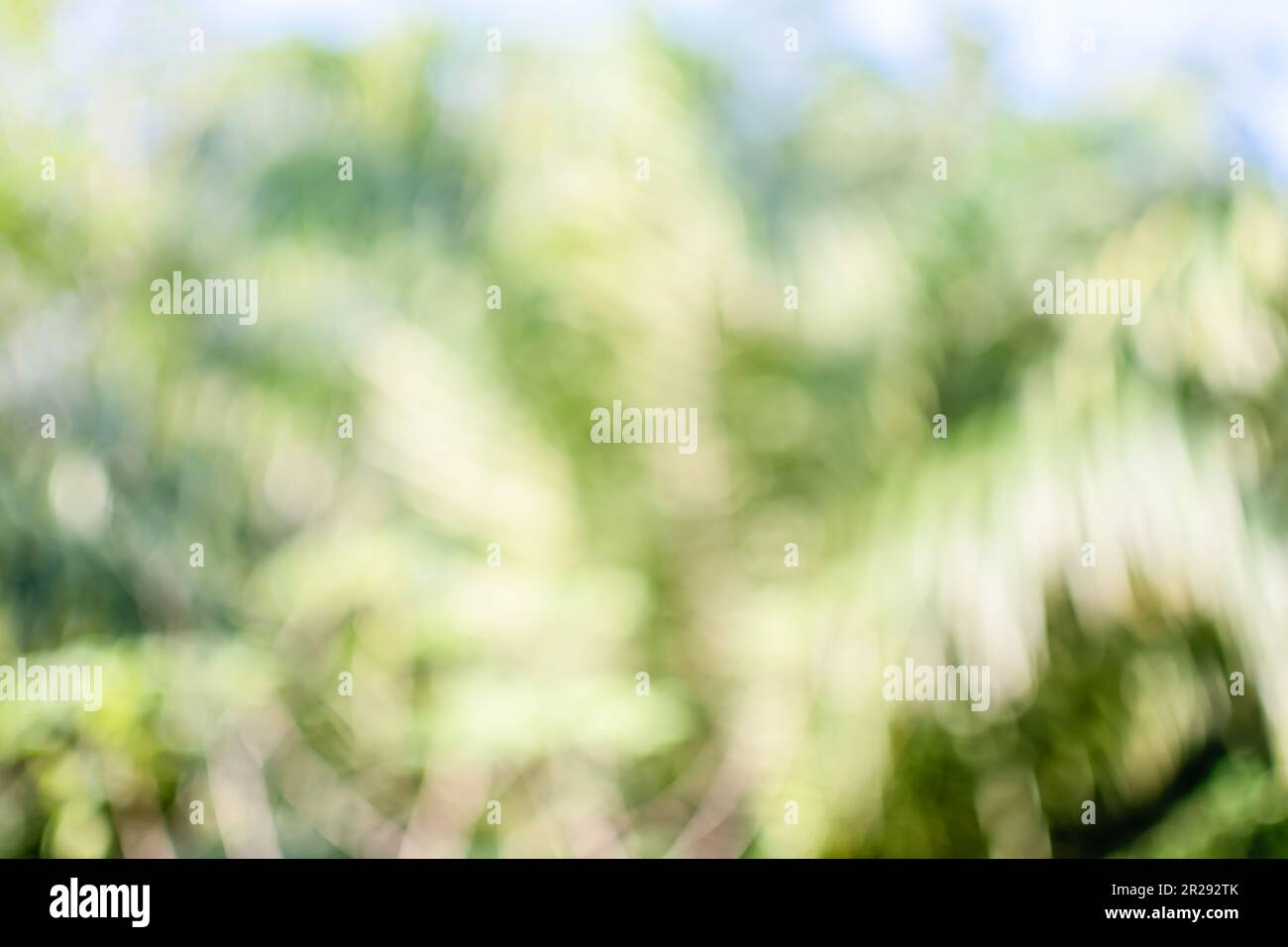 The concept for design blurred and defocused effect season. Abstract ...