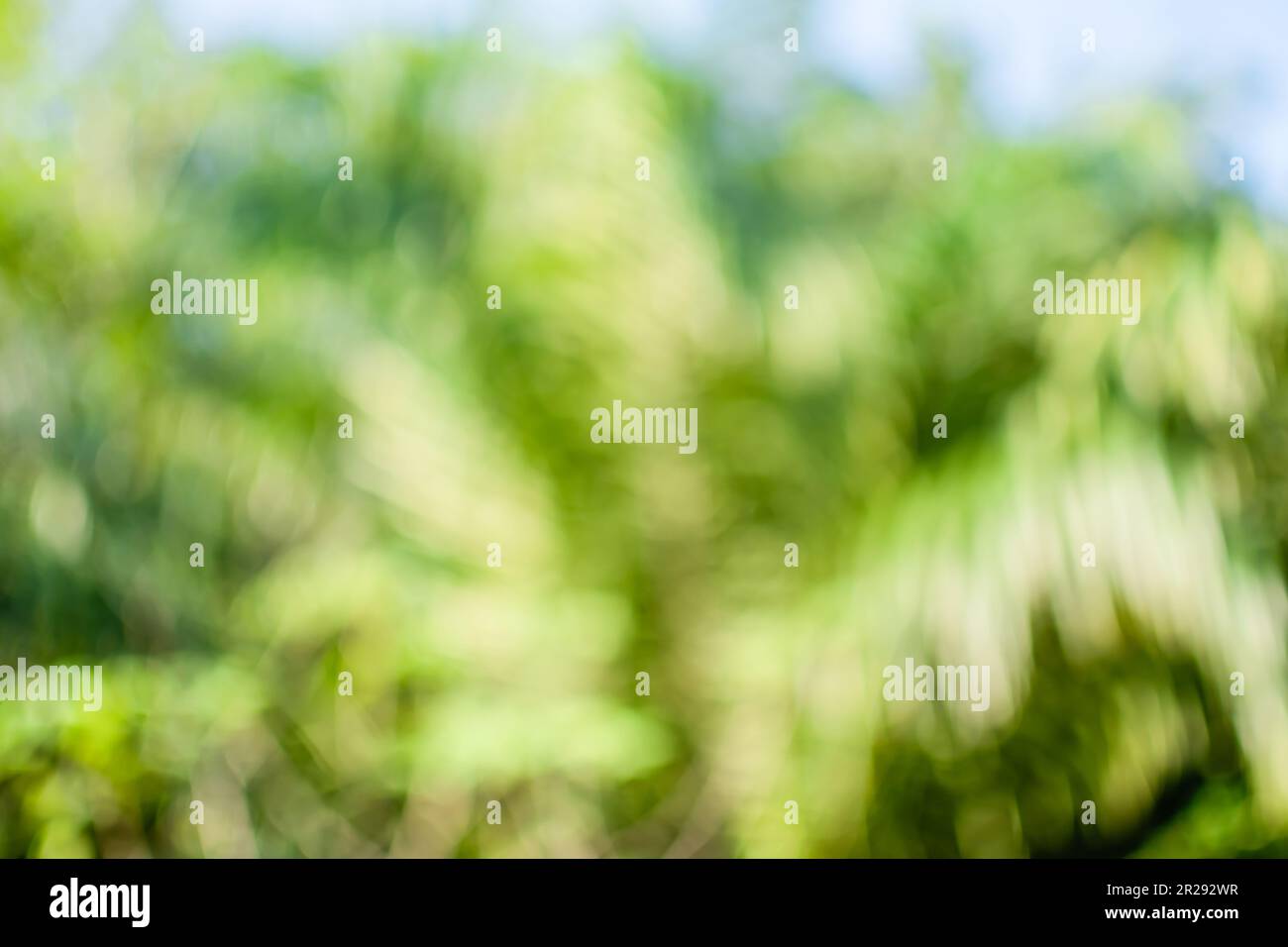 The concept for design blurred and defocused effect season. Abstract ...