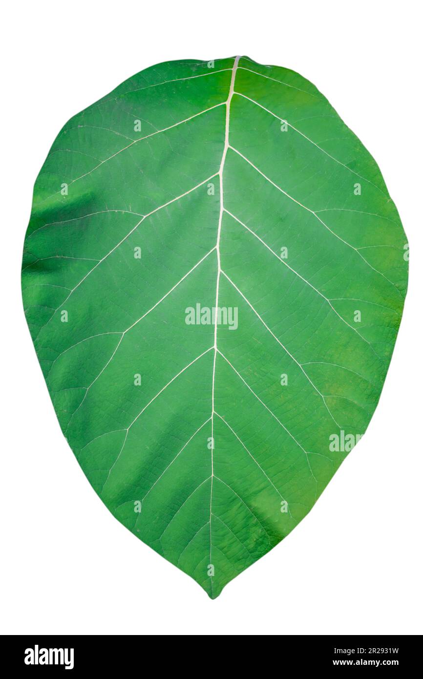 Natural growth structures Cut Out Stock Images & Pictures - Alamy