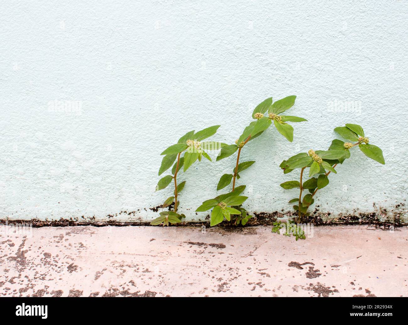 Closeup, Three trees grow between the walls of the house and the cement ...