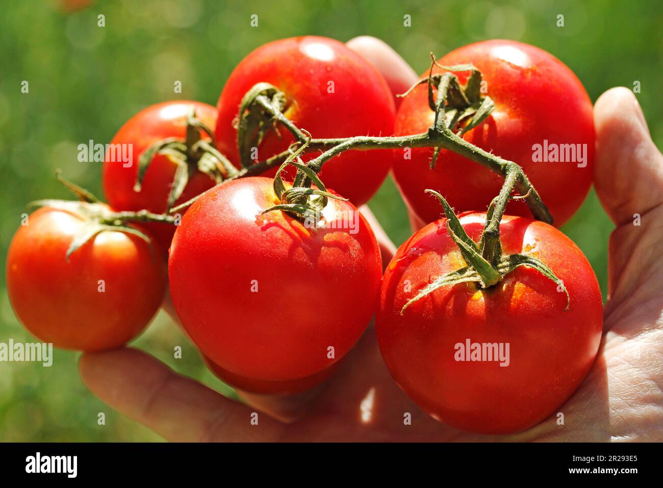 Hanging tomatoes spain hi-res stock photography and images - Alamy