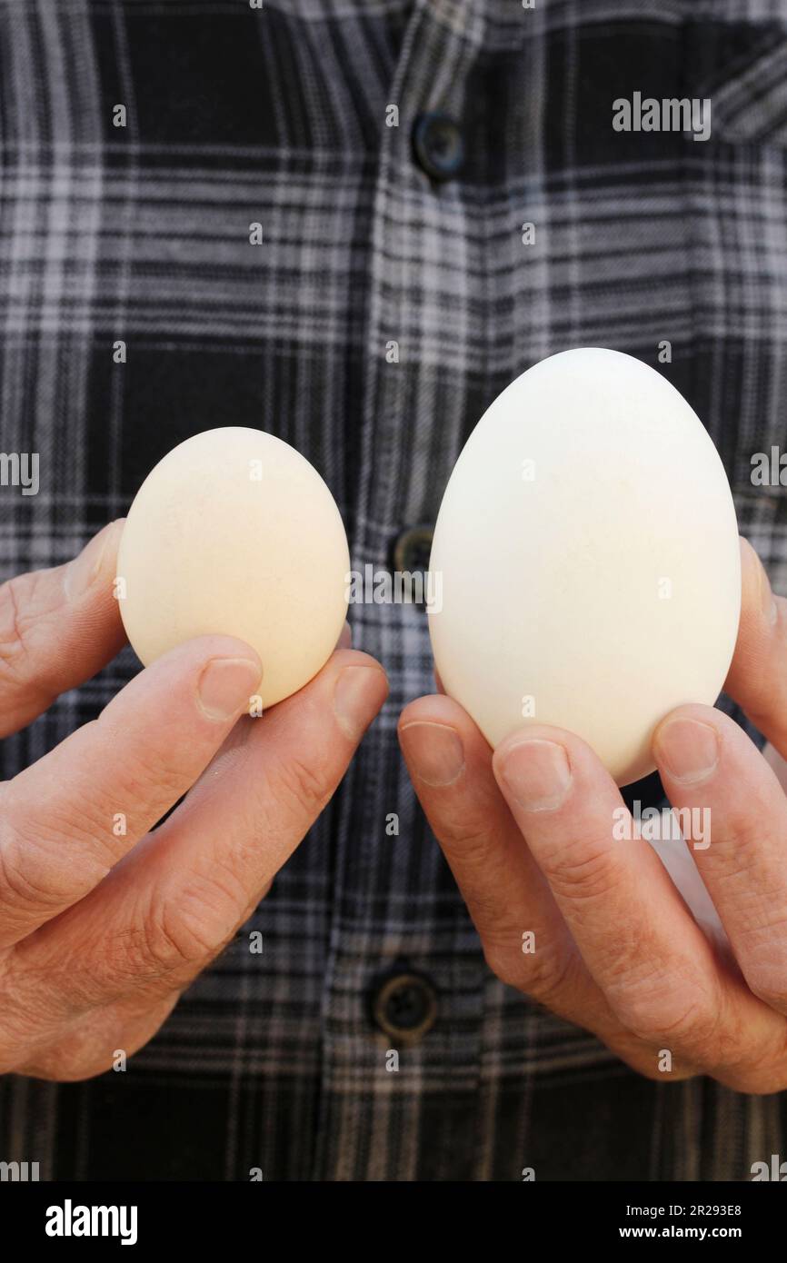 Eggs of goose and hen Stock Photo - Alamy