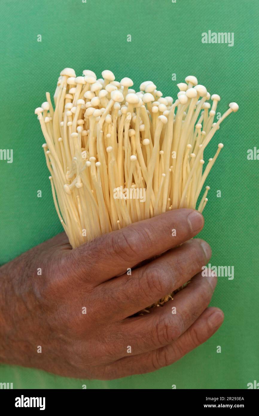 Enoki, enokitake. Flammulina velutipes Stock Photo - Alamy