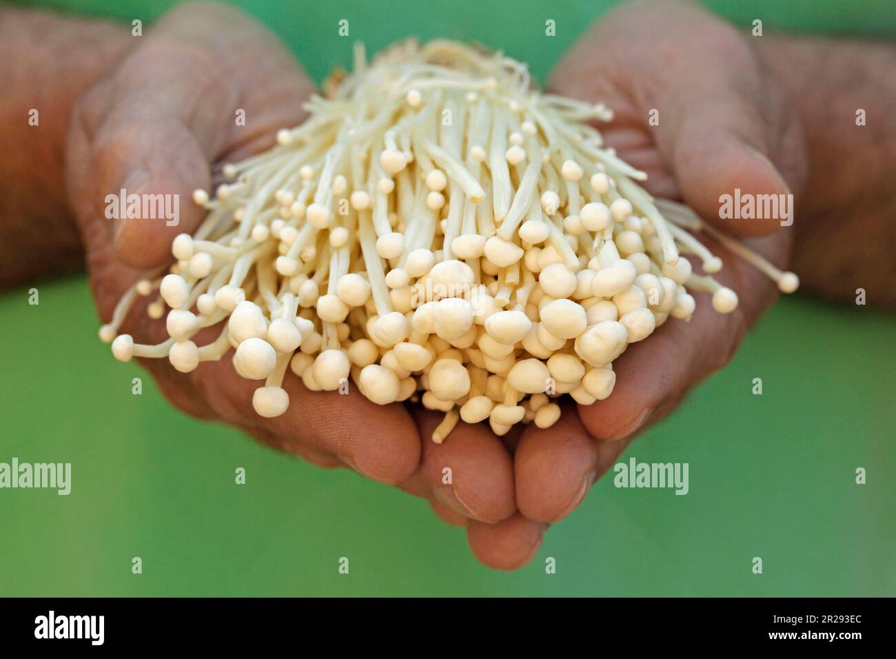 Enoki, enokitake. Flammulina velutipes Stock Photo - Alamy