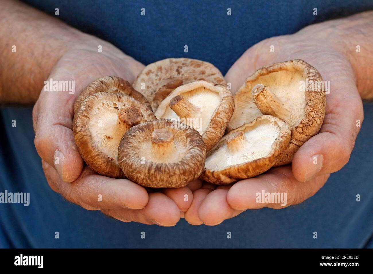Shiitake. Lentinula edodes Stock Photo - Alamy