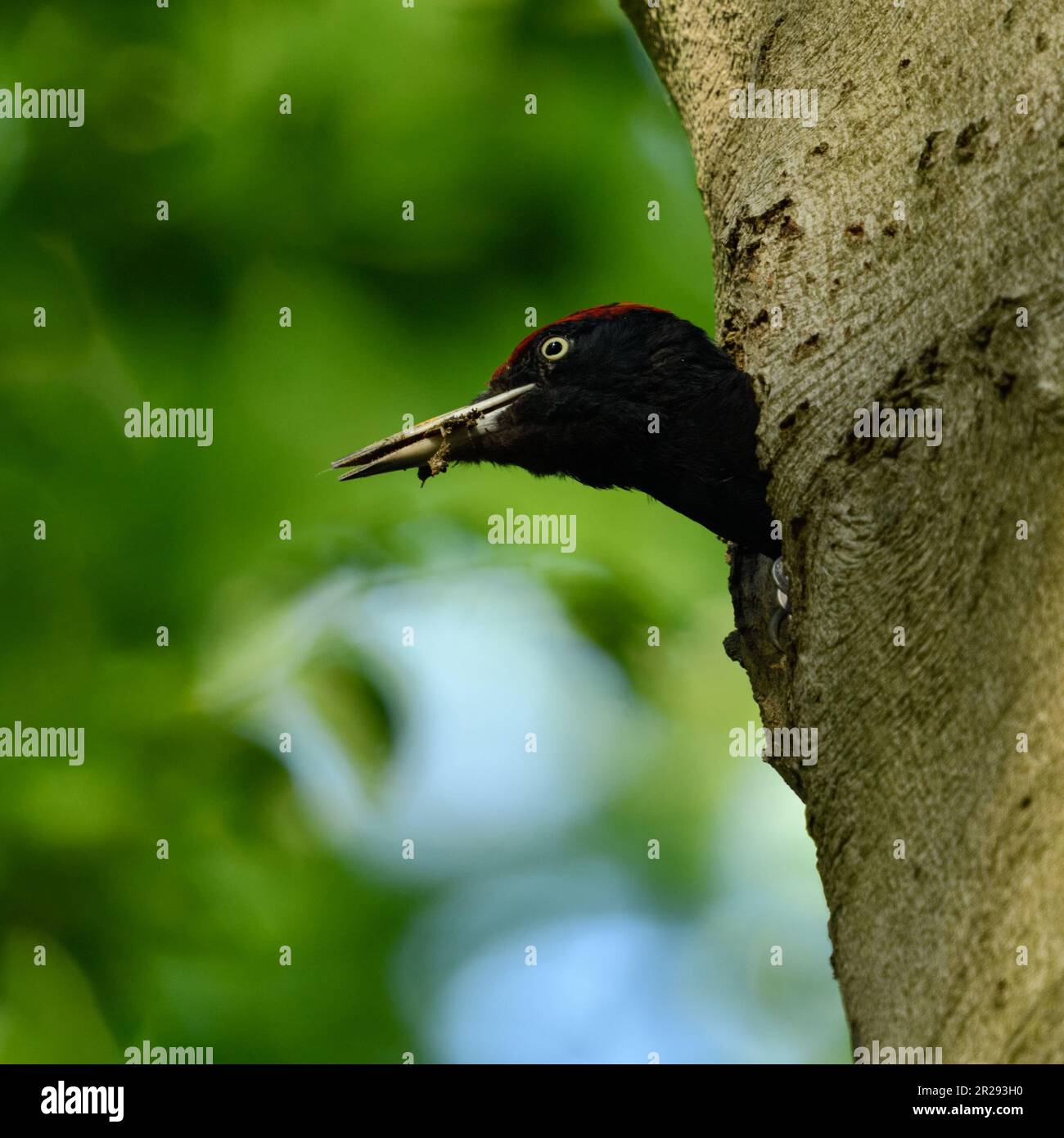 Black Woodpecker / Schwarzspecht ( Dryocopus martius ), male, watching ...