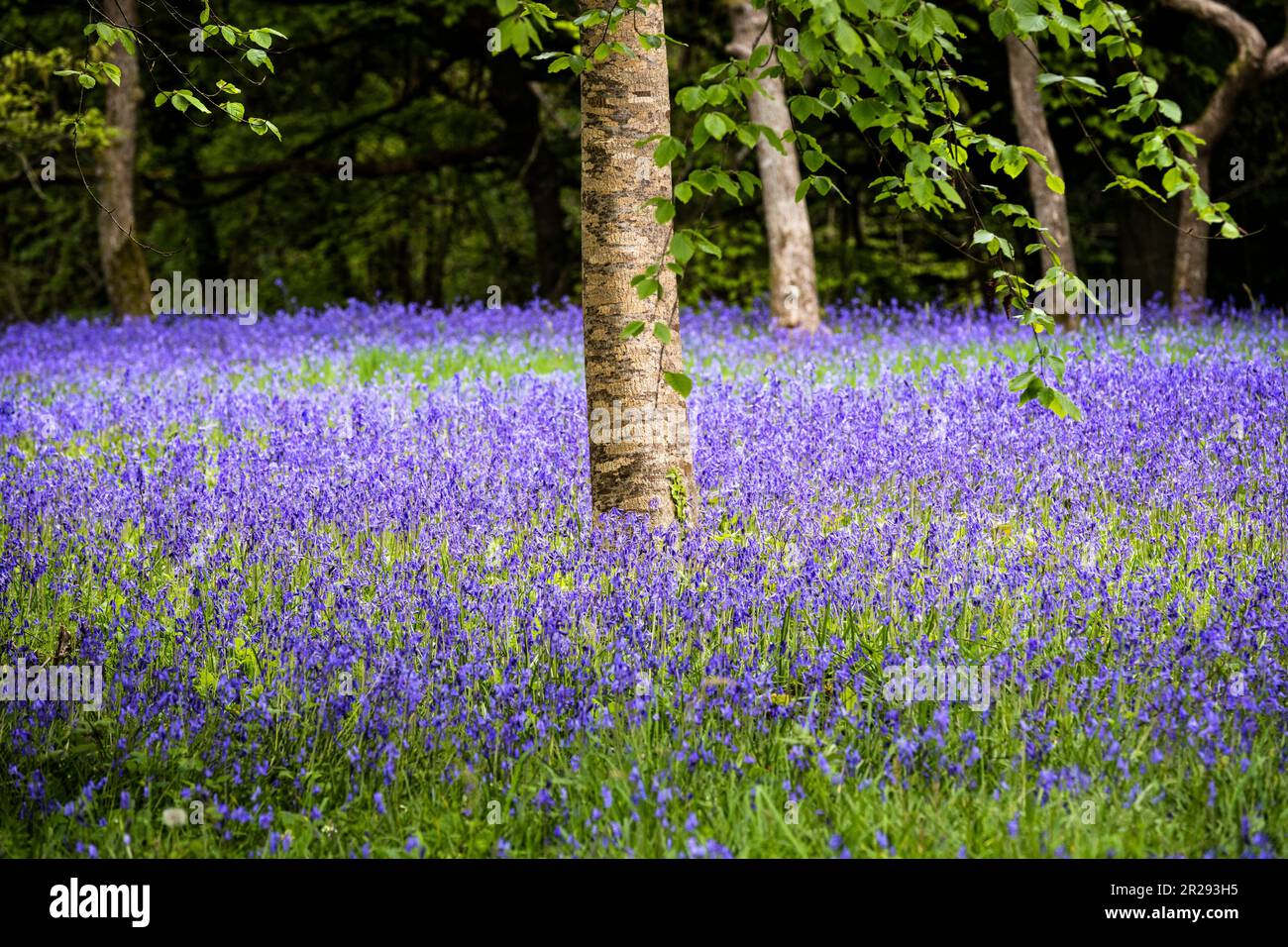 A field of Common English Bluebells Hyacinthoides non-script in the ...