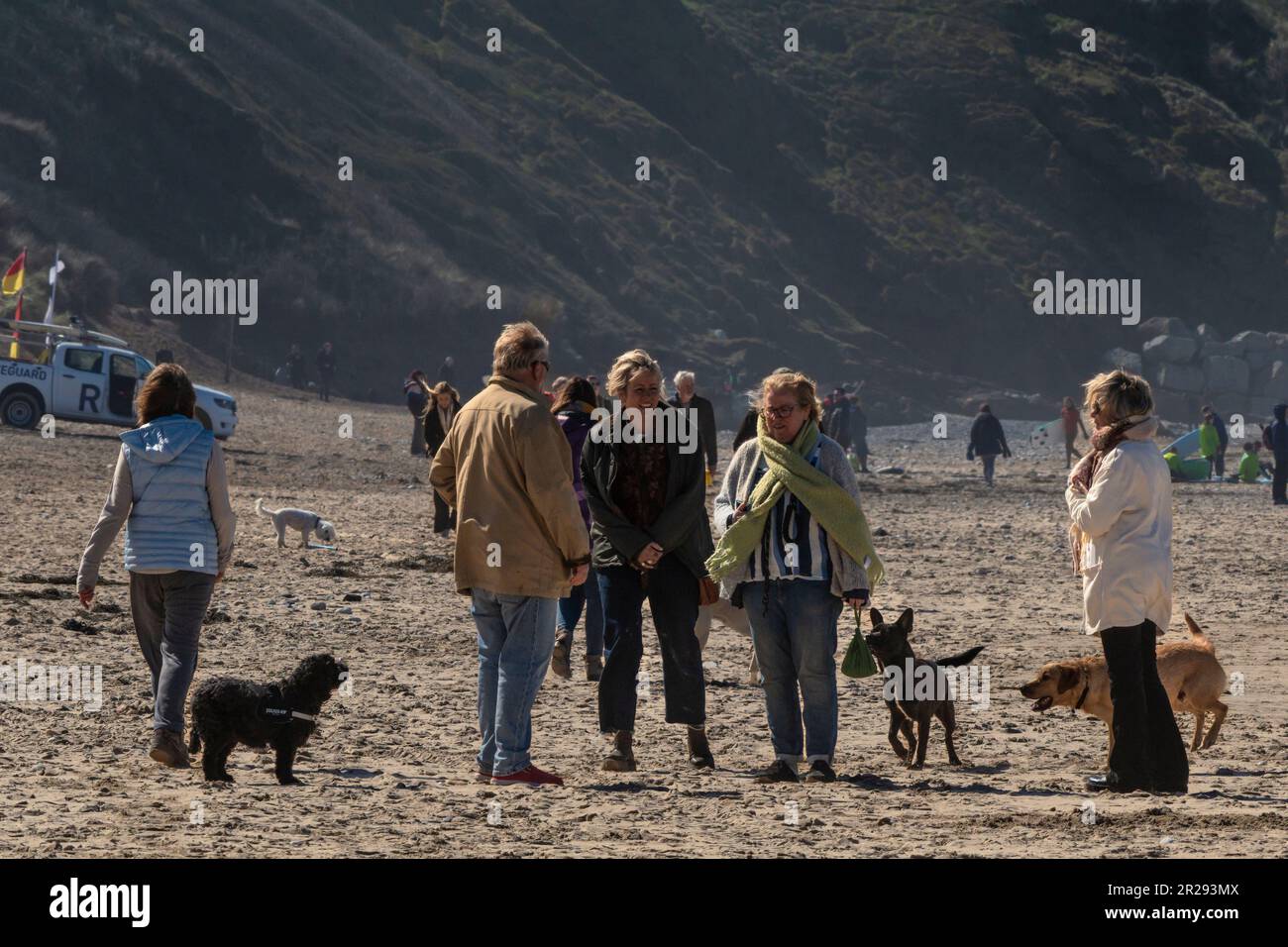 People and their dogs meeting and chatting on Fistral Beach in Newquay ...