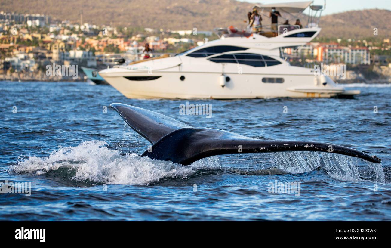 Tail of the humpback whale (Megaptera novaeangliae) on the background ...