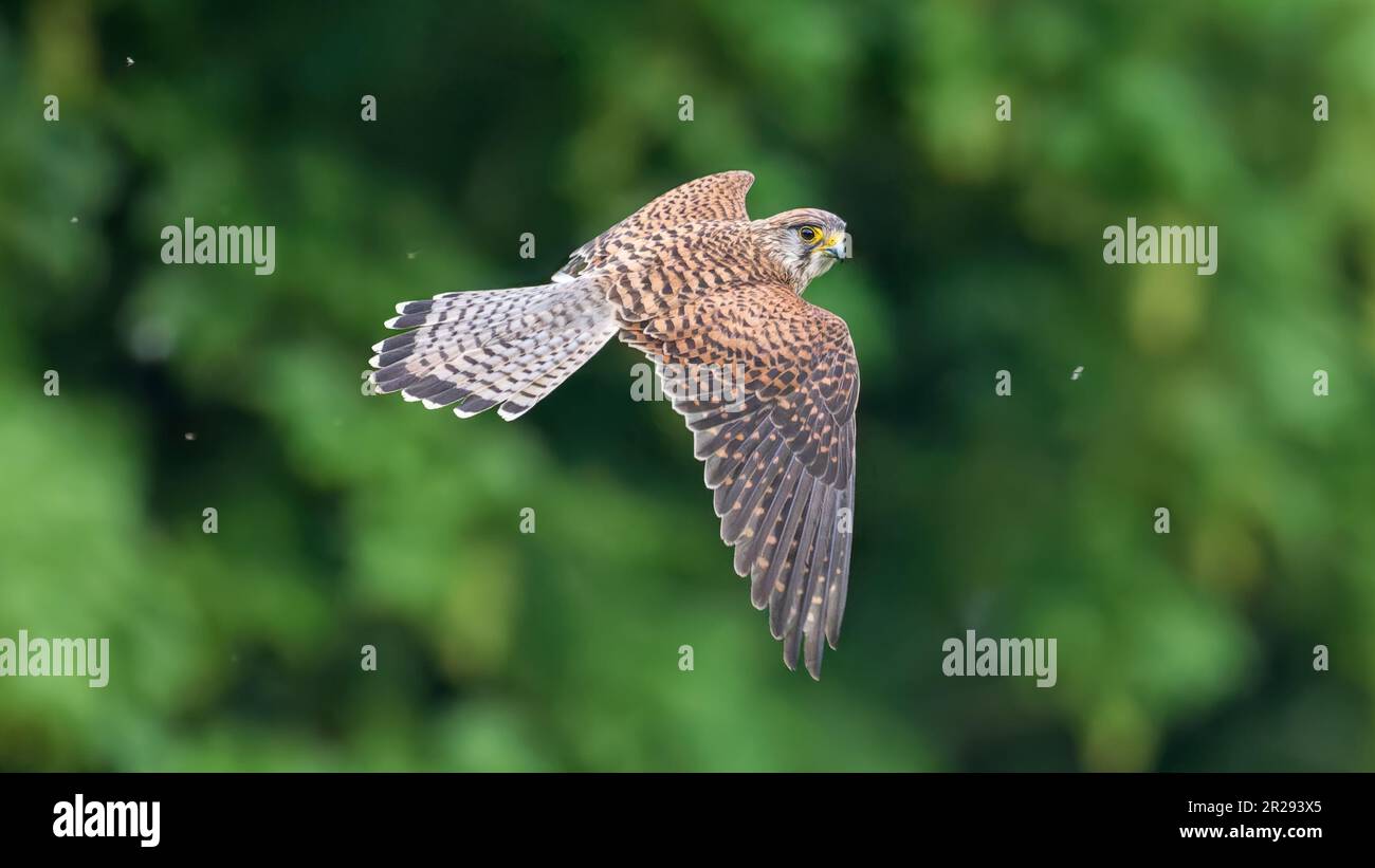 Kestrel with mayfly in its mouth. London, UK. BREATHTAKING images of ...