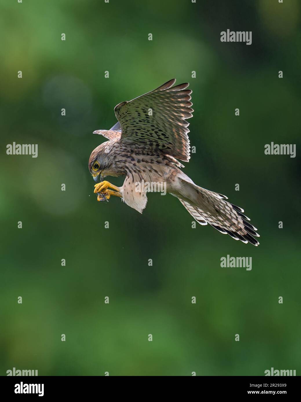 Kestrel with mayfly in its mouth. London, UK. BREATHTAKING images of ...