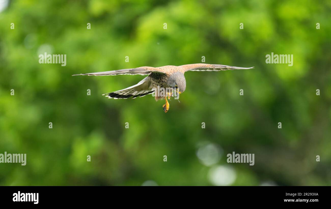 Kestrel with mayfly in its mouth. London, UK. BREATHTAKING images of ...