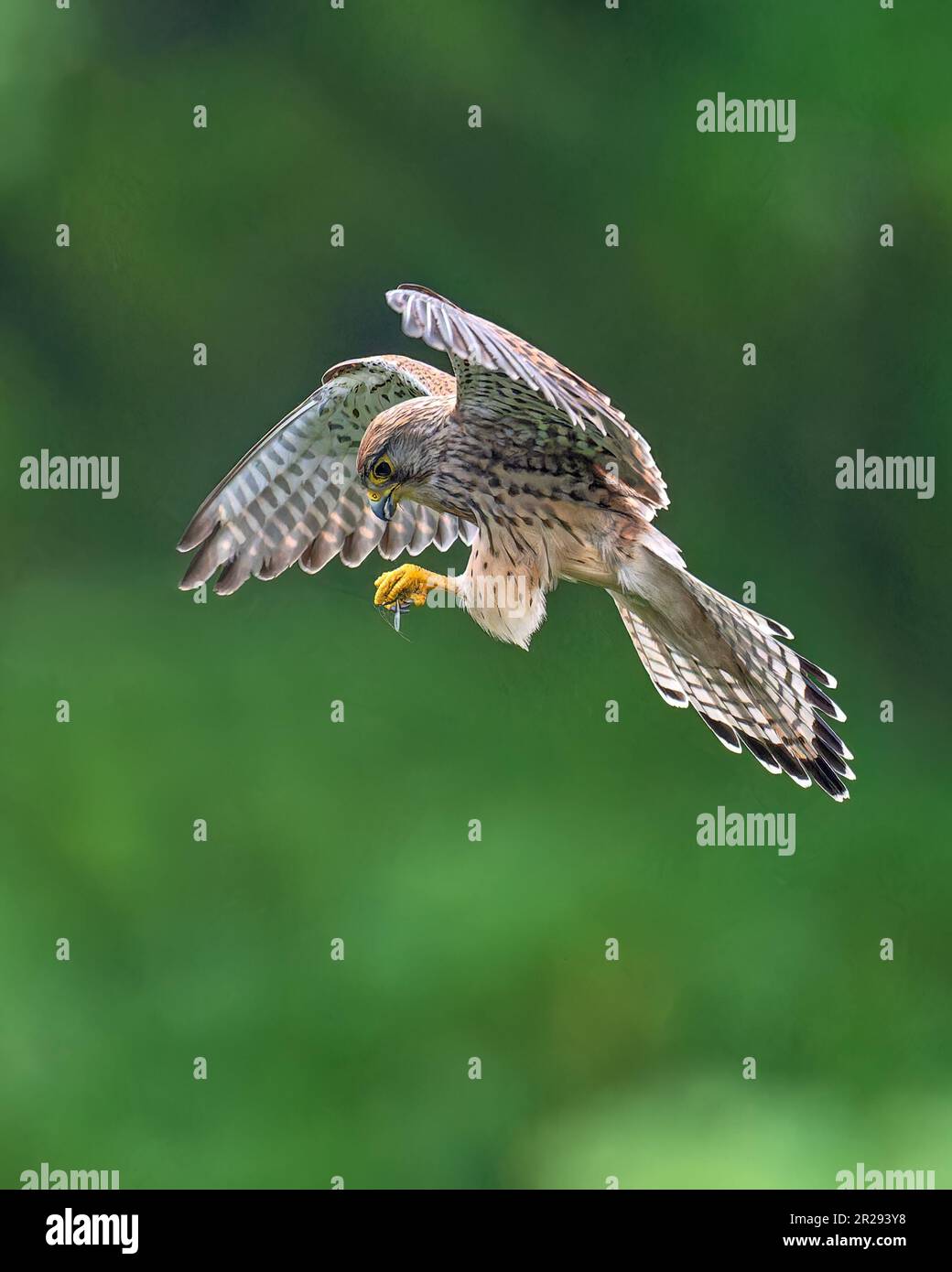 Kestrel with mayfly in its mouth. London, UK. BREATHTAKING images of ...