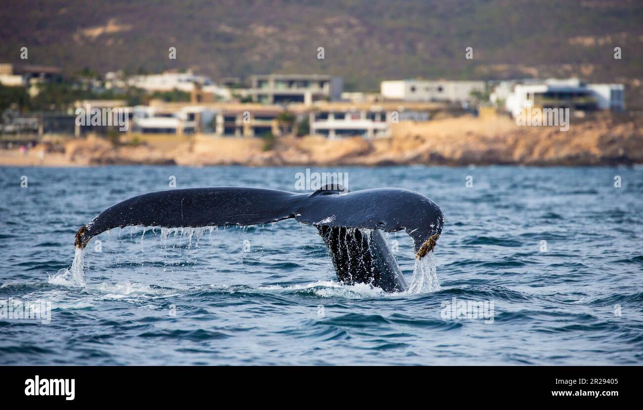 Tail of the humpback whale (Megaptera novaeangliae) on the background ...