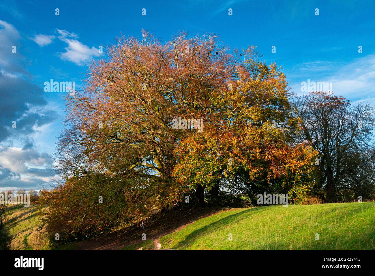 The wishing tree also known as Tolkien's Mythic Trees in Avebury ...