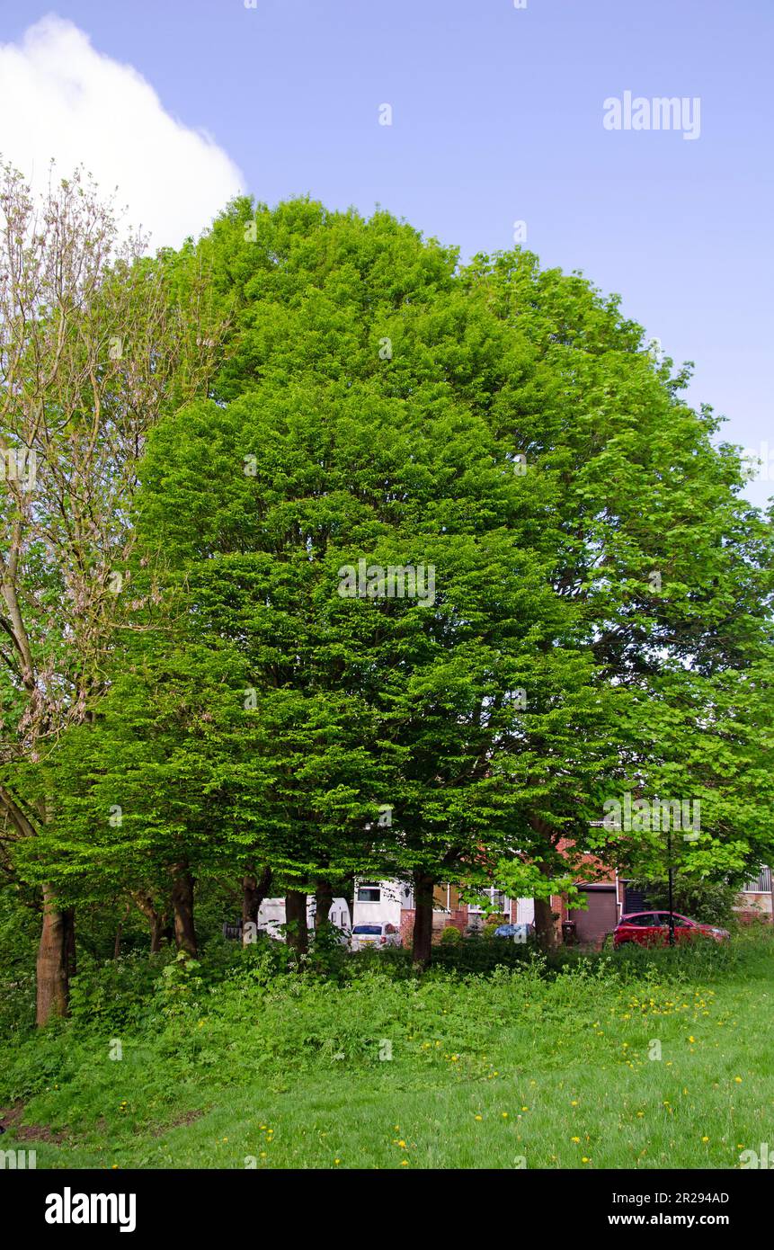 Sycamore maple tree. Acer pseudoplatanus. Image of whole tree Stock ...