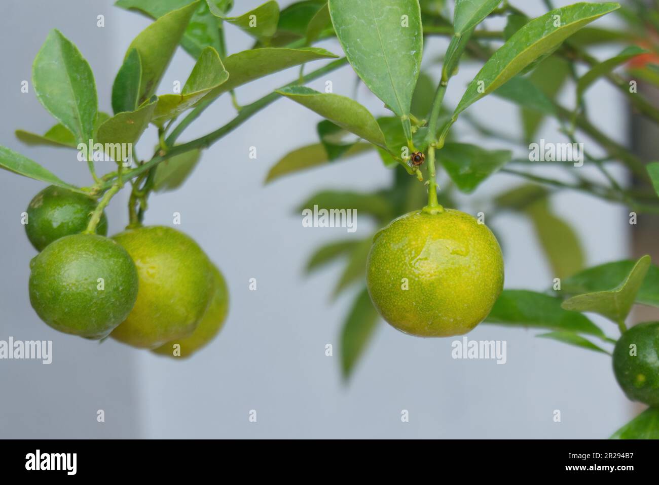 little orange on tree with leaves. orange fruit growing hanging on ...