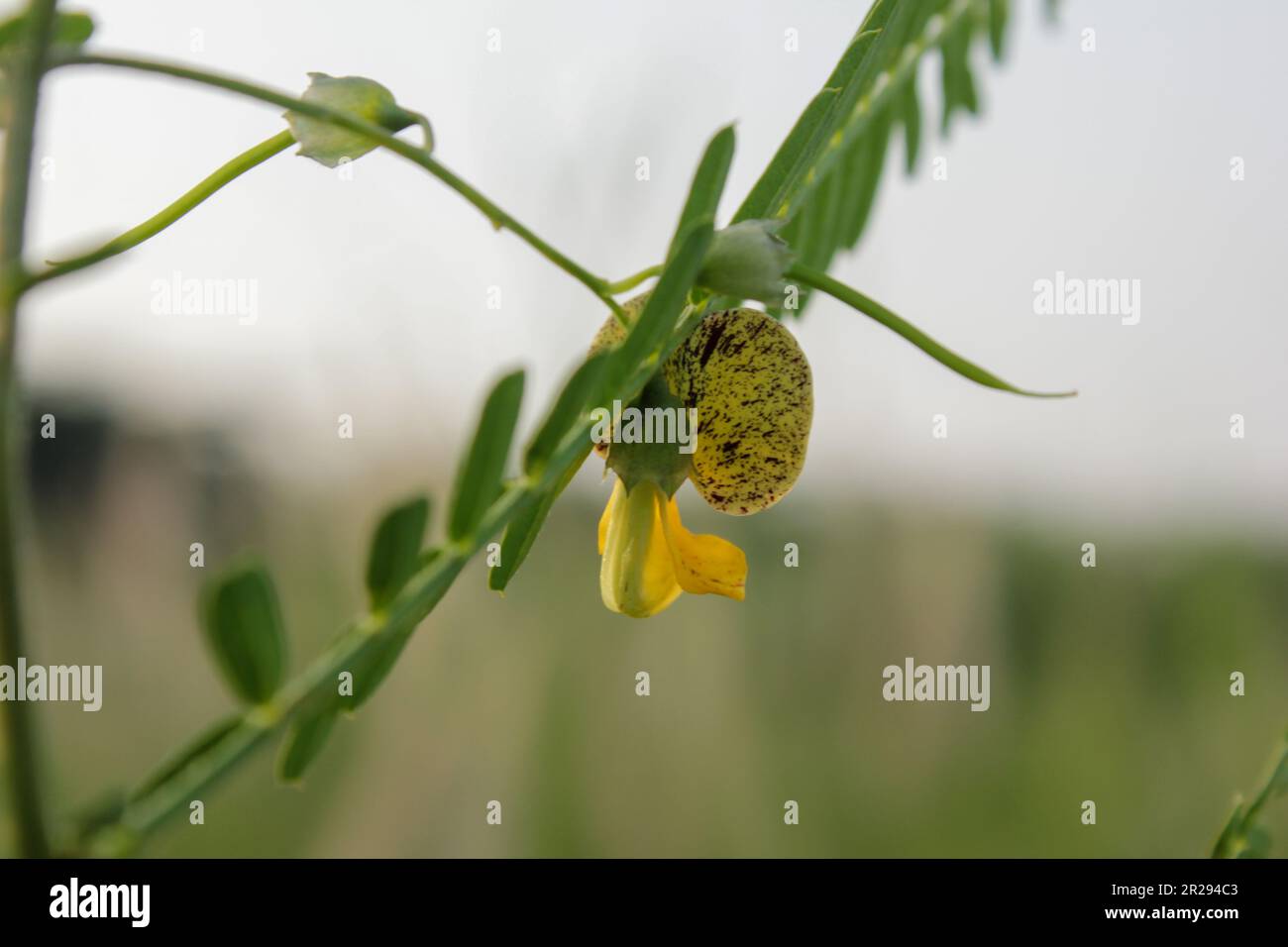 Yellow sesbania bloom flower hi-res stock photography and images - Alamy