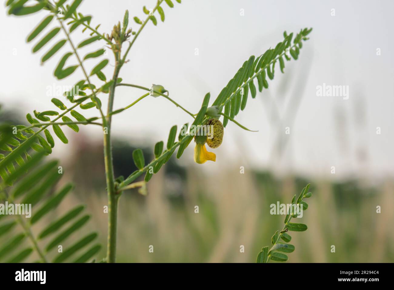 Yellow sesbania bloom flower hi-res stock photography and images - Alamy