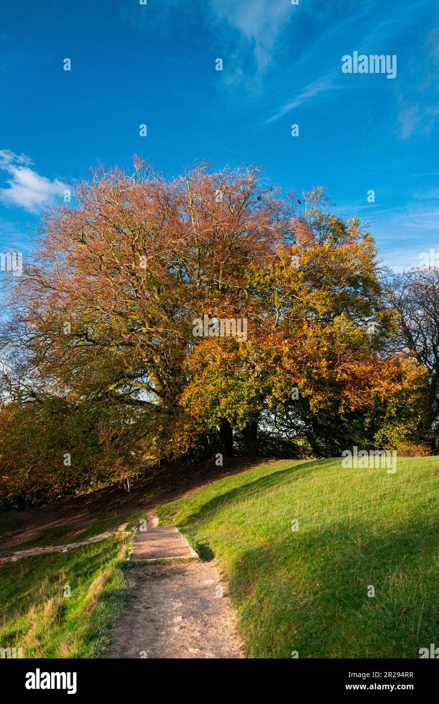 The wishing tree also known as Tolkien's Mythic Trees in Avebury ...