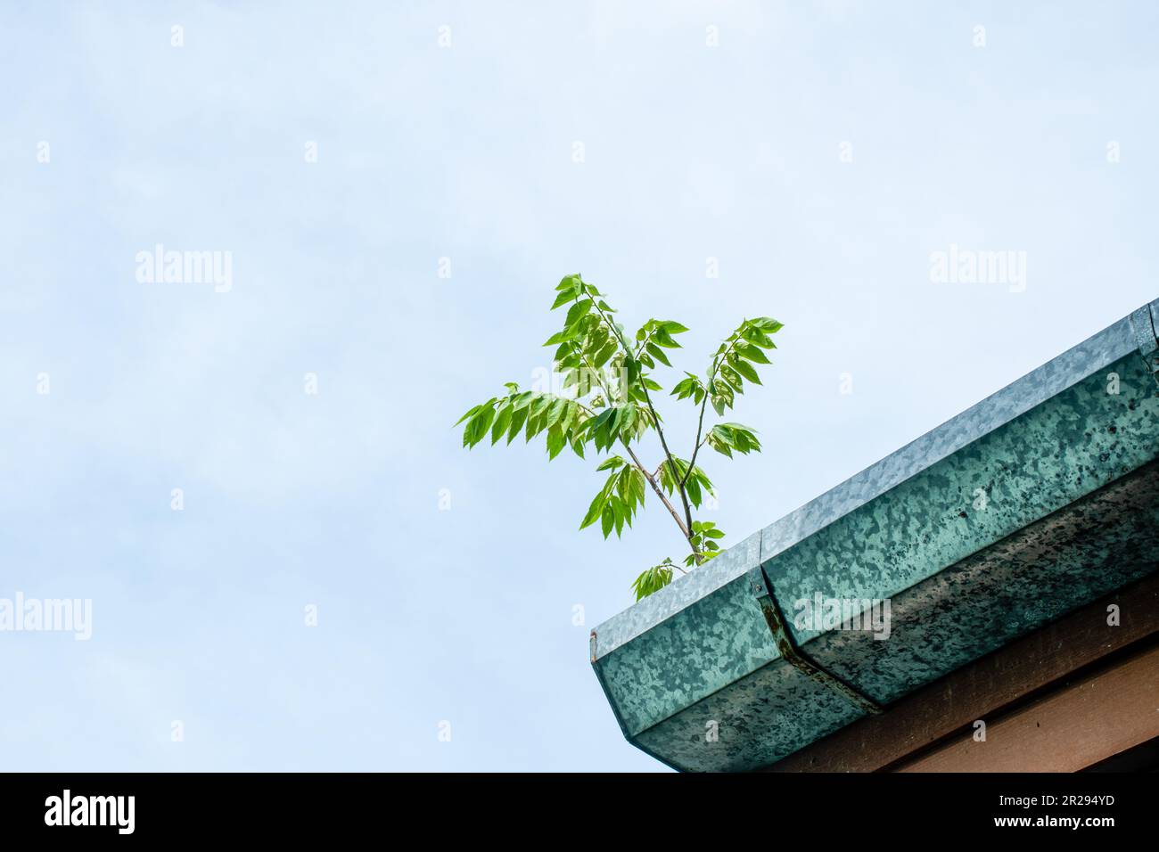 The trees on the gutter were grown from the seeds that the birds have ...