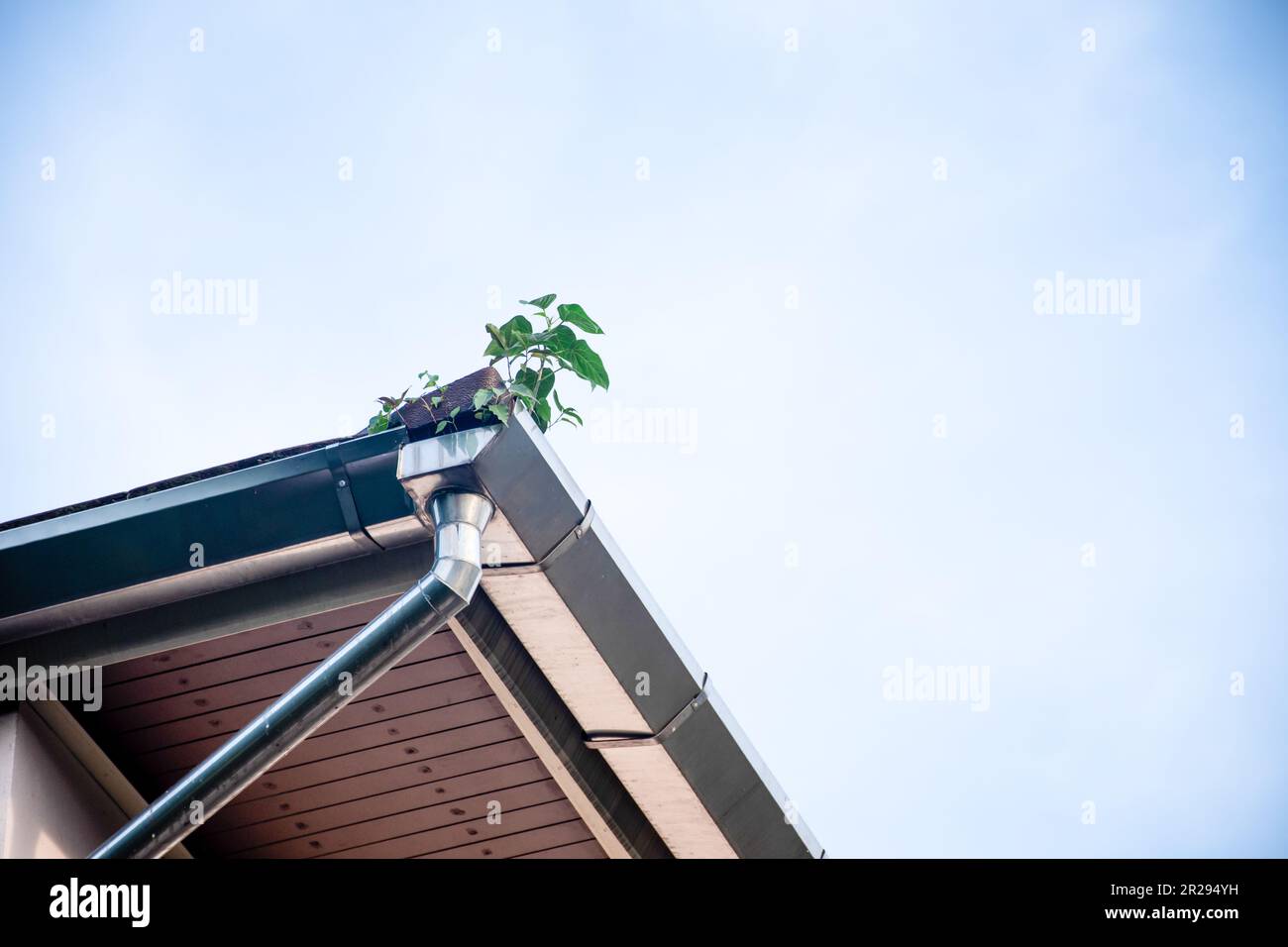 The trees on the gutter were grown from the seeds that the birds have ...