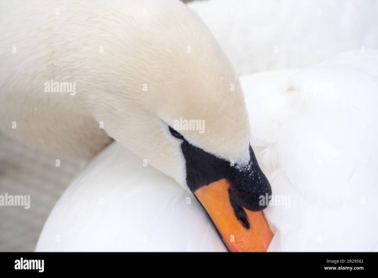 Cygus hi-res stock photography and images - Alamy