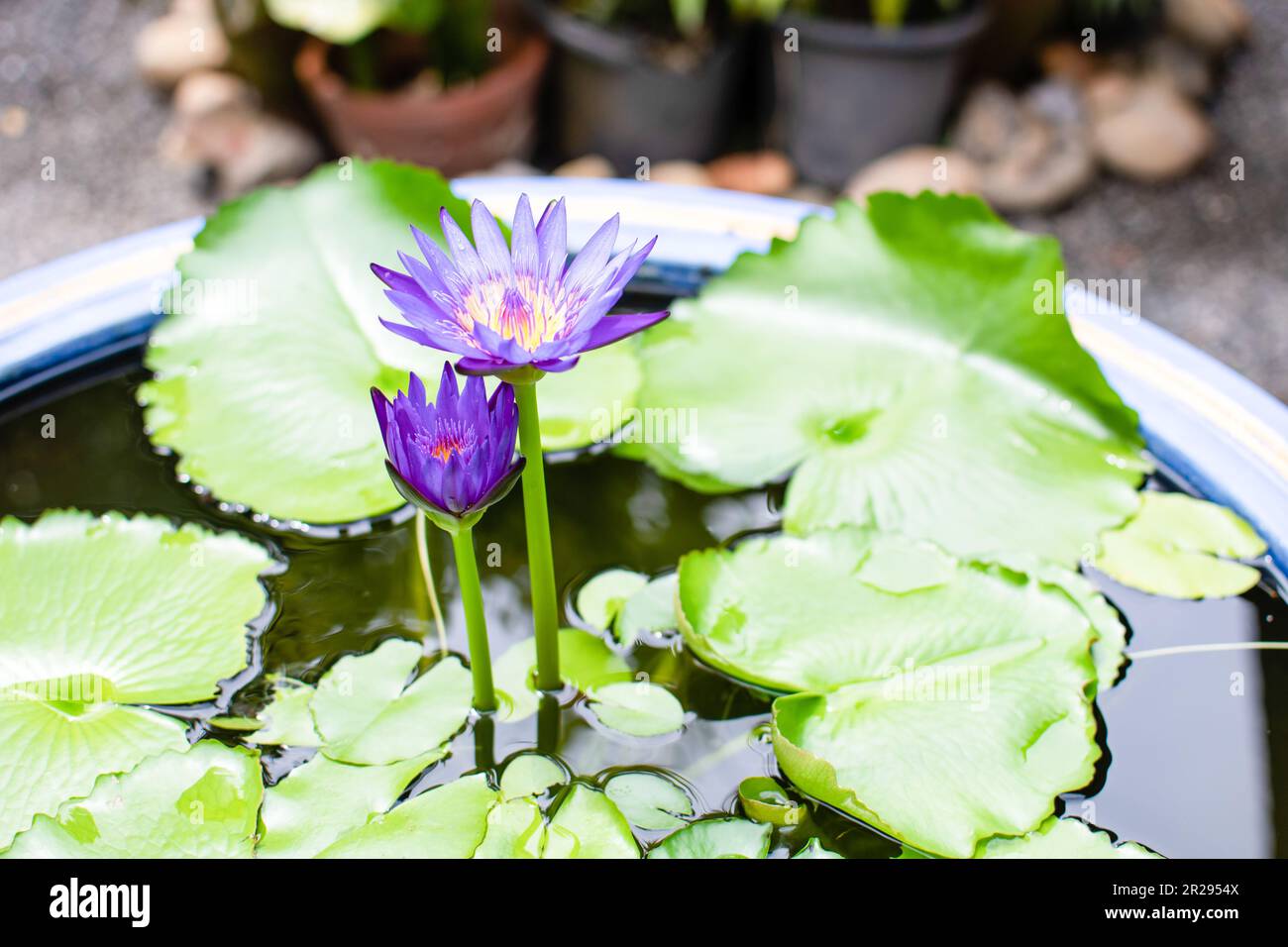 Close up a twin lotus are blooming together in a water jar with green ...